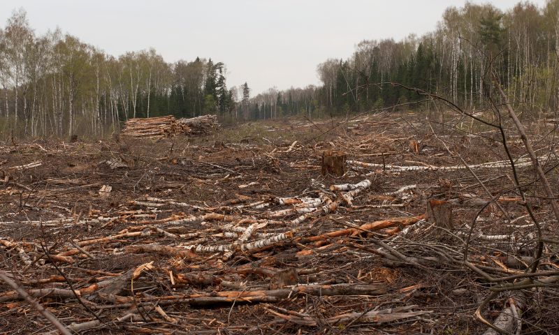 Logging Damage Repair - BillyGoat Mulching